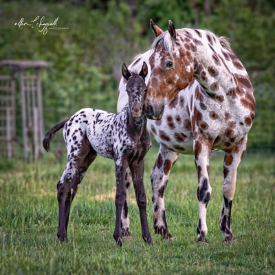 Equine Photographers Network - Equine Photographers Network