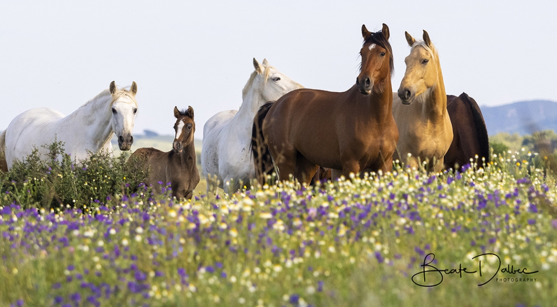 Equine Photographers Network - Equine Photographers Network