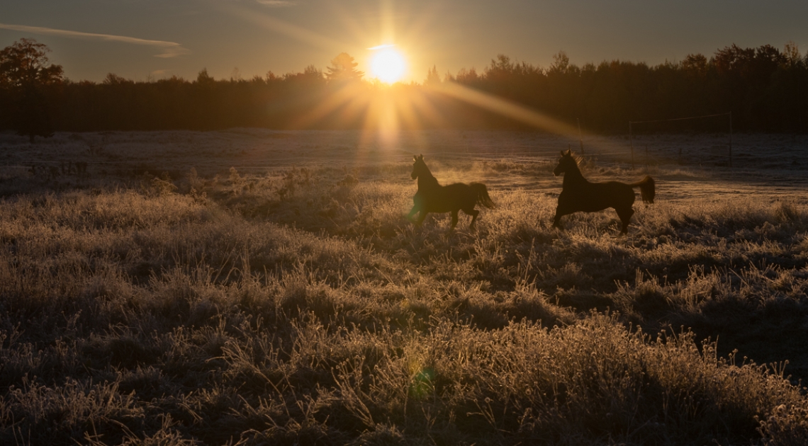 Equine Photographers Network - Equine Photographers Network