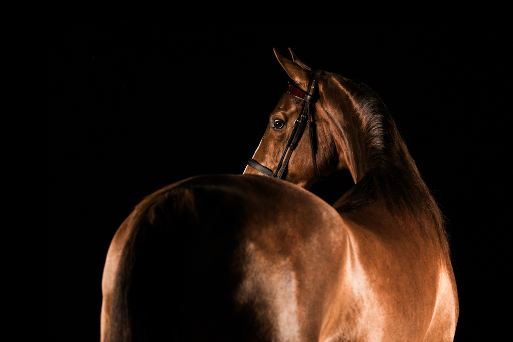 Equine Photographers Network – Community of horse photographers around ...