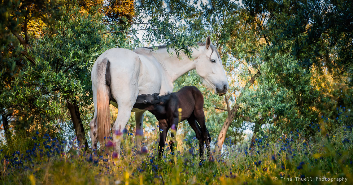 Equine Photographers Network - Equine Photographers Network