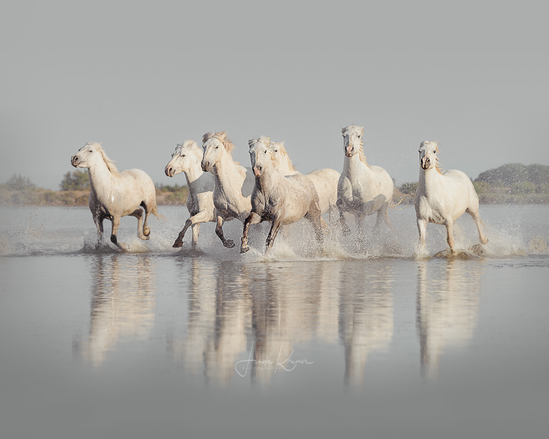 Equine Photographers Network - Equine Photographers Network